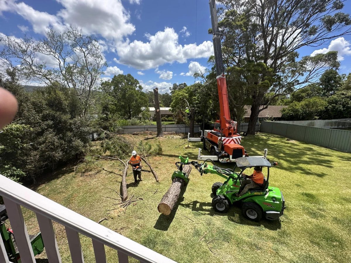 Arbor Earth Solutions • Tree Removal, Stump Grinding, Excavation