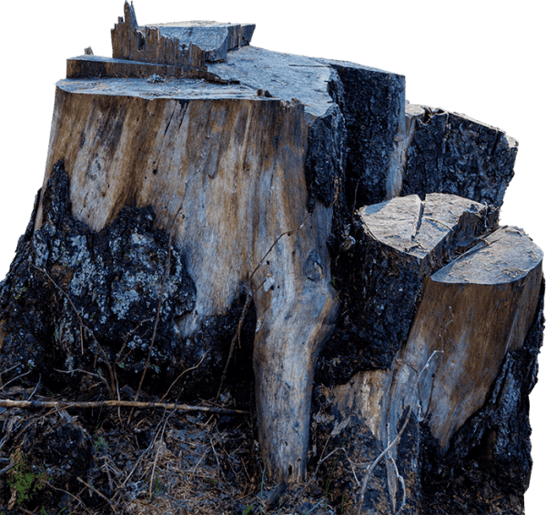 Stump Grinding • Arbor Earth Solutions: Hunter Valley, Central Coast