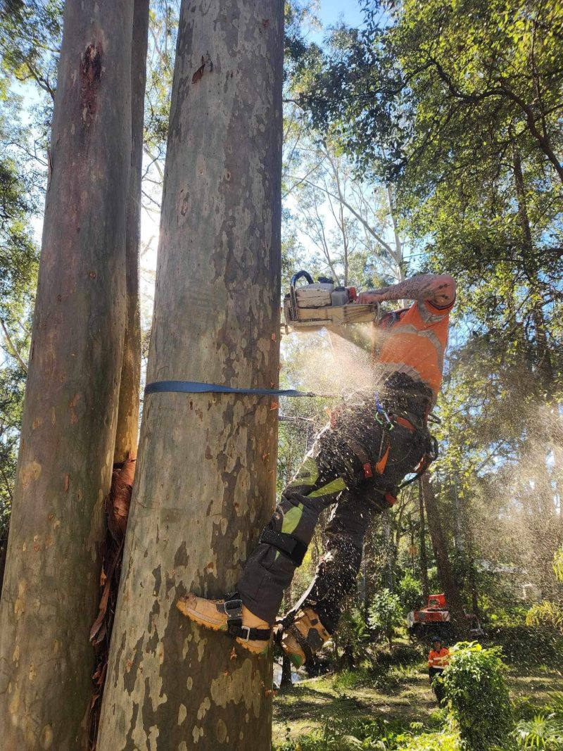 Tree Removal • Arbor Earth: Lake Macquarie, Hunter, Central Coast